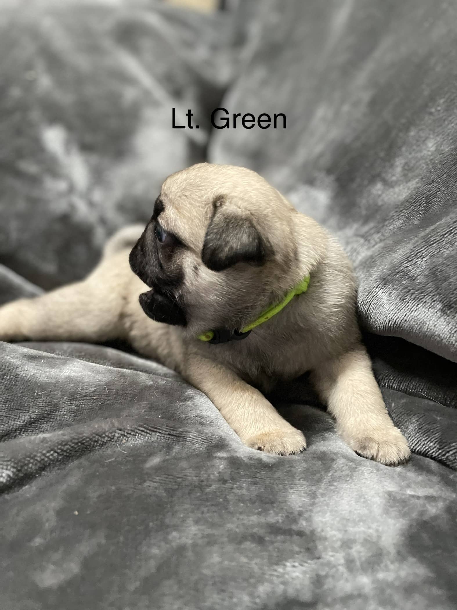 Available Puppies - Dixie Pugs of TN