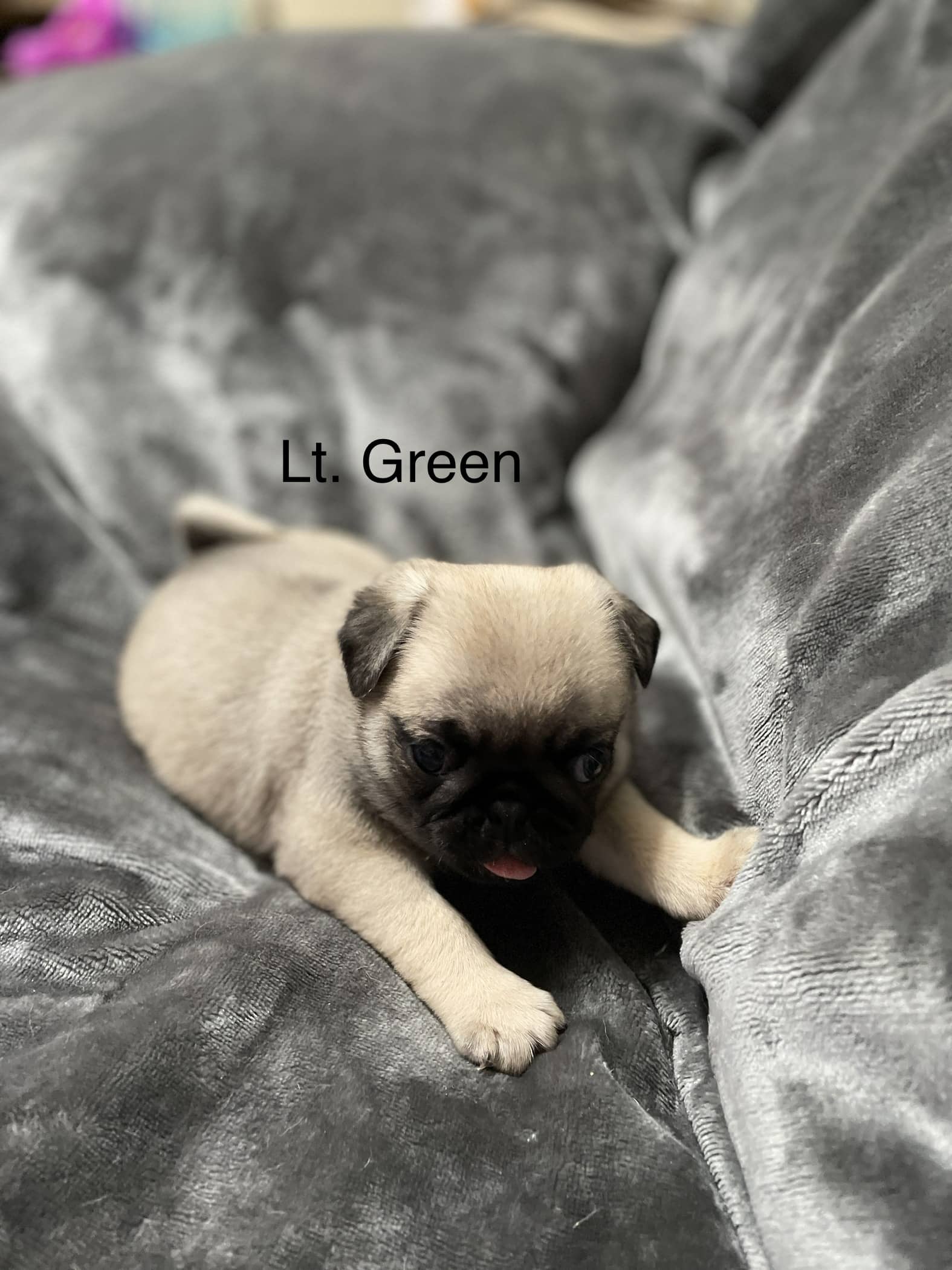 Available Puppies - Dixie Pugs of TN