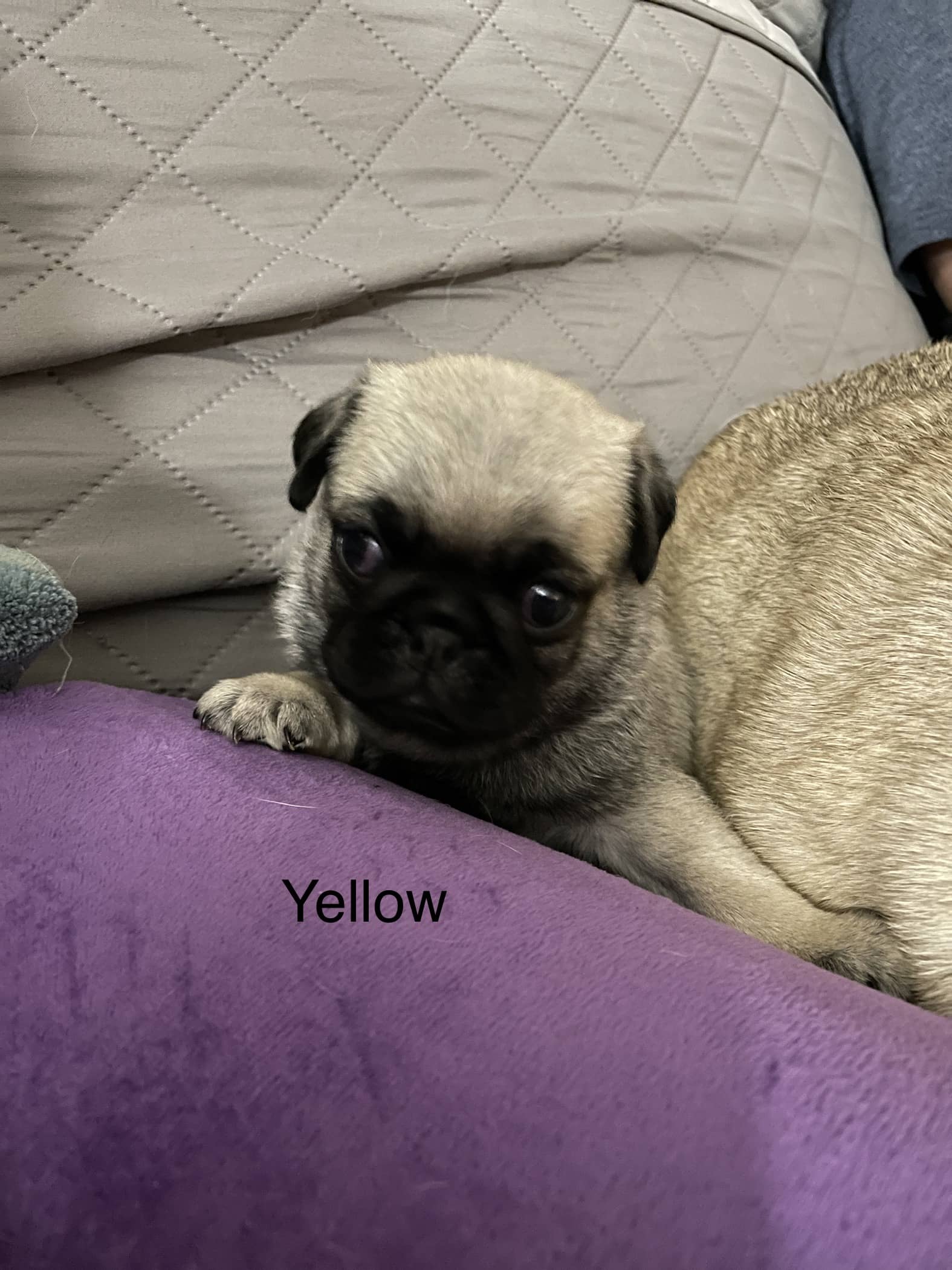 Available Puppies - Dixie Pugs of TN