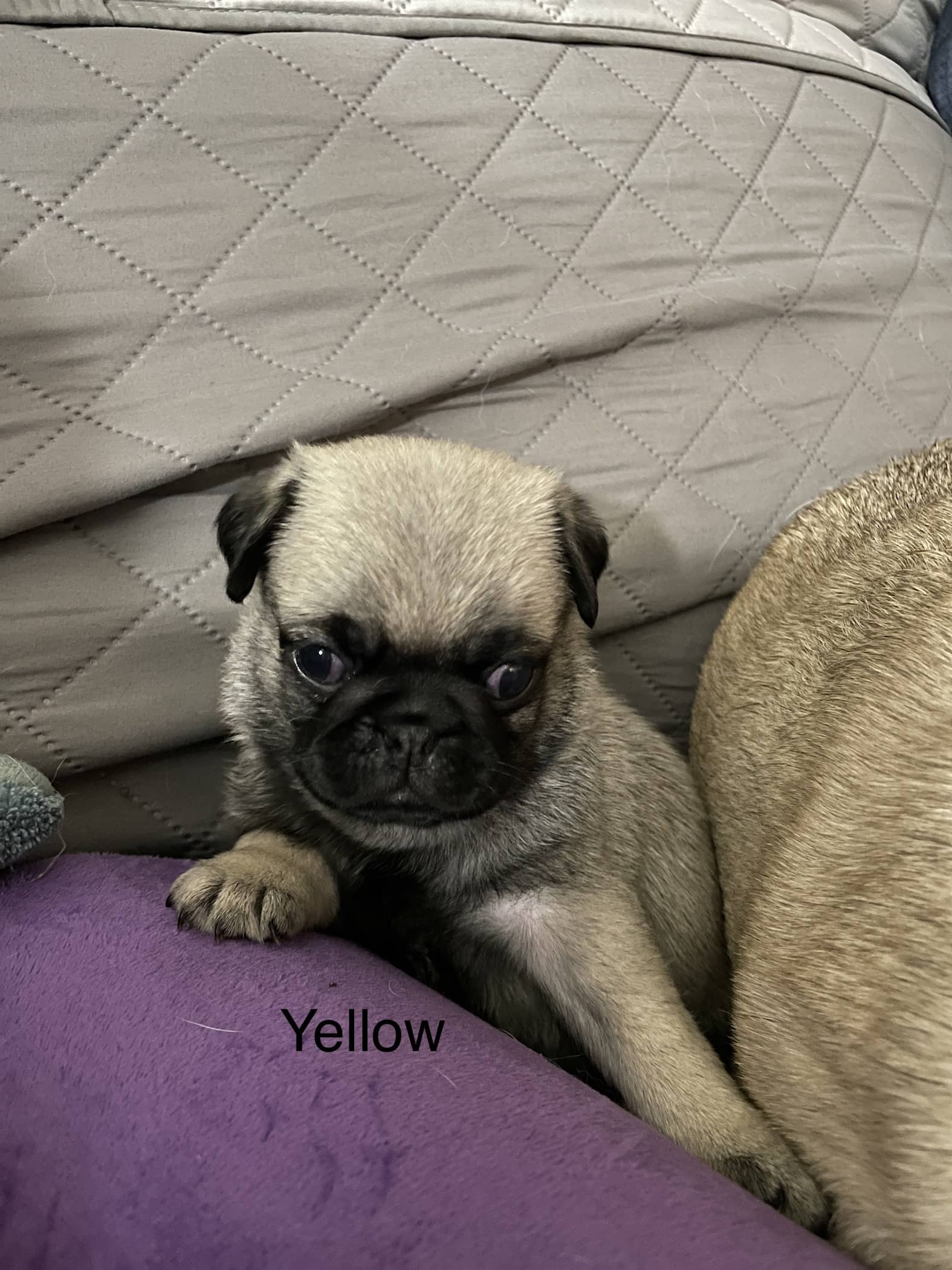 Available Puppies - Dixie Pugs of TN
