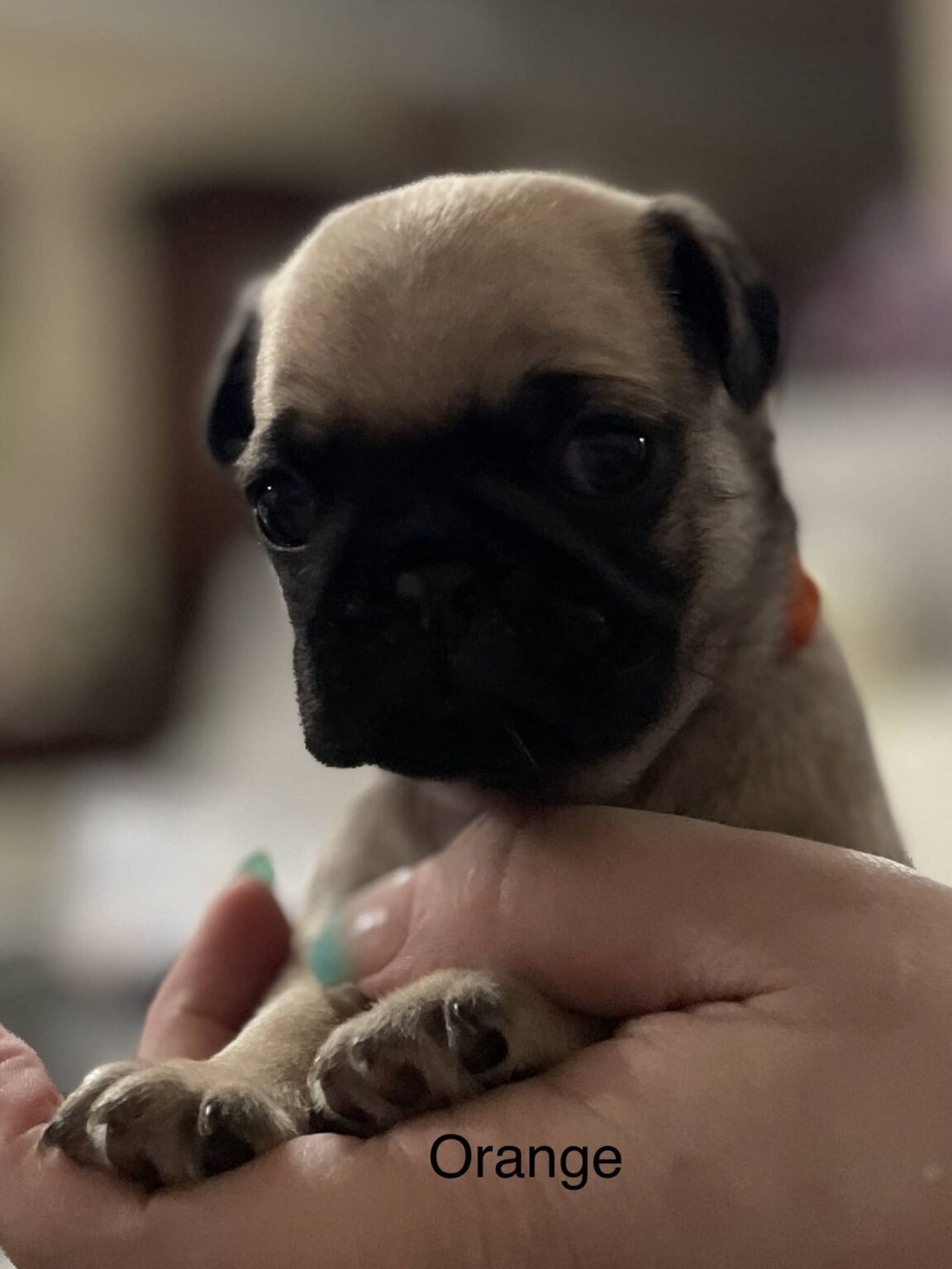 Available Puppies - Dixie Pugs of TN