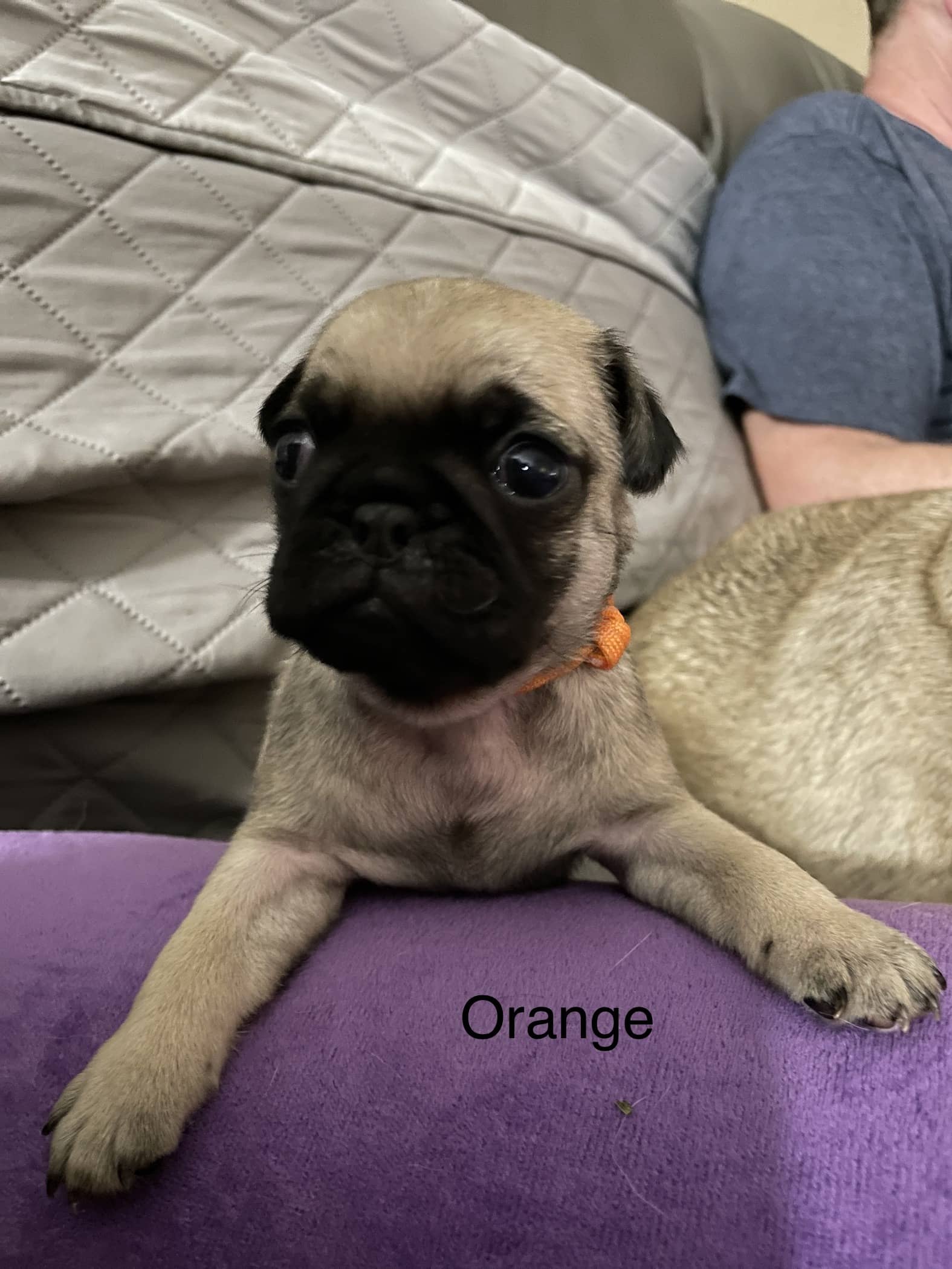 Available Puppies - Dixie Pugs of TN