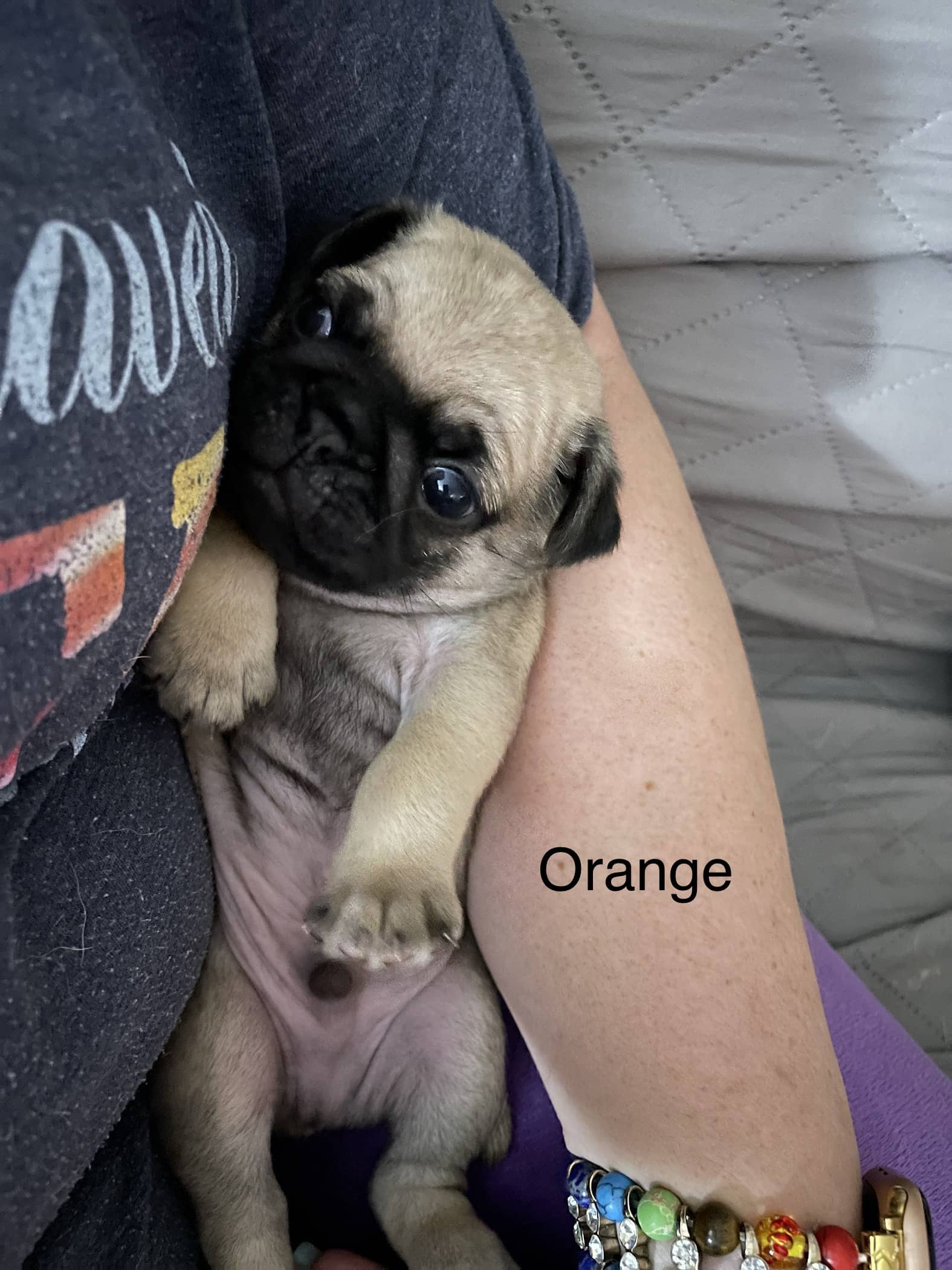 Available Puppies - Dixie Pugs of TN