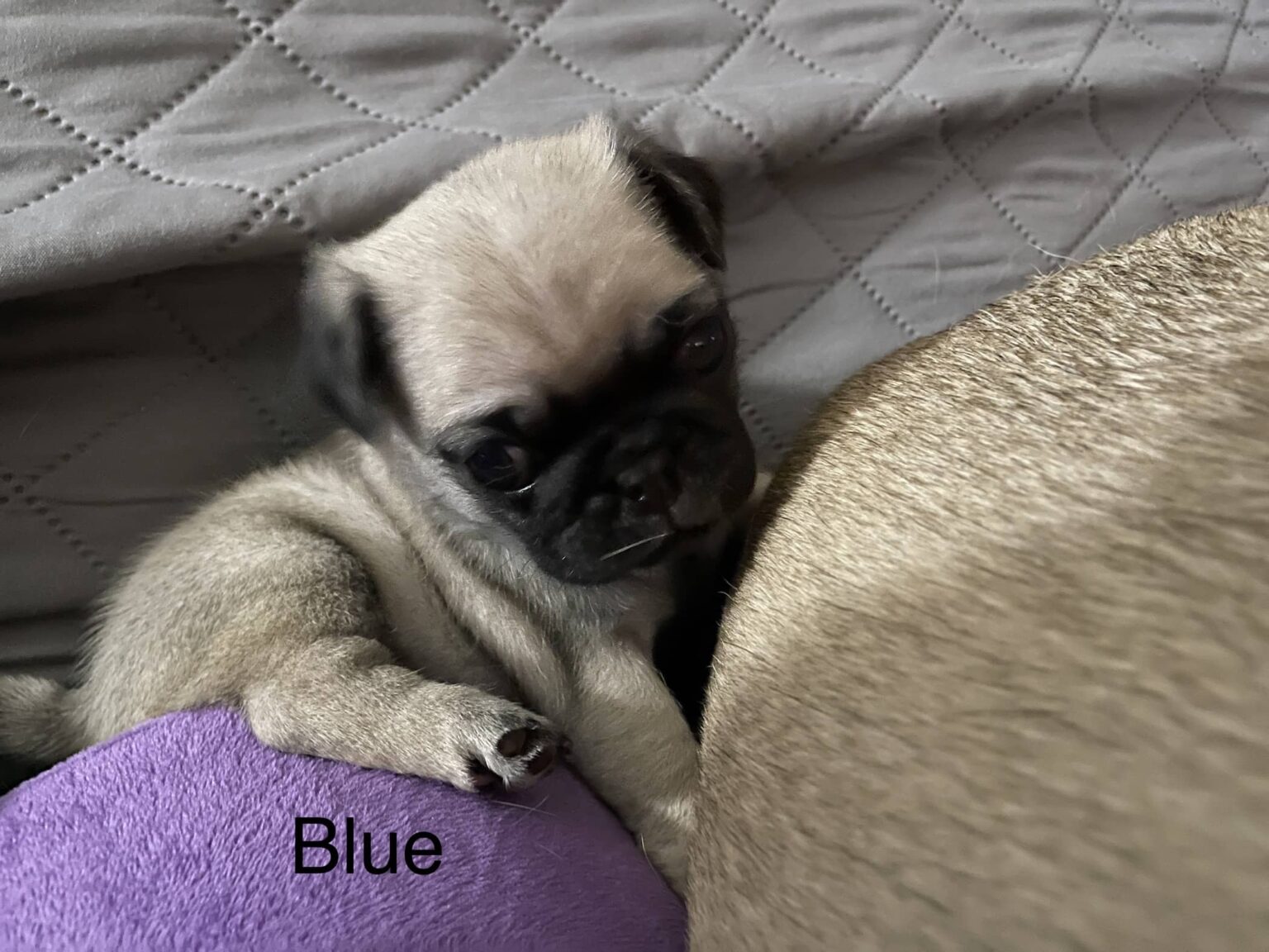 Available Puppies - Dixie Pugs of TN
