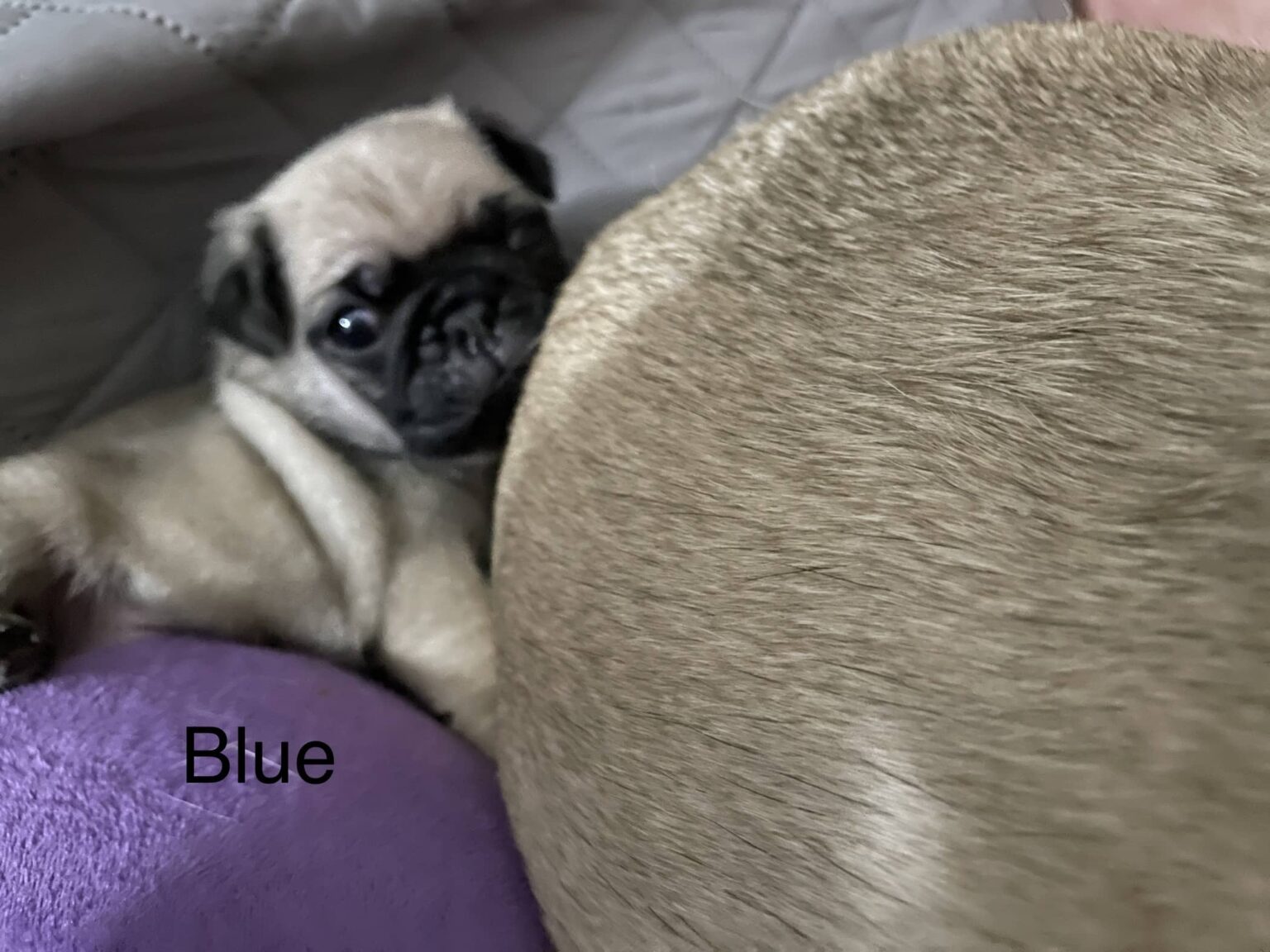Available Puppies - Dixie Pugs of TN