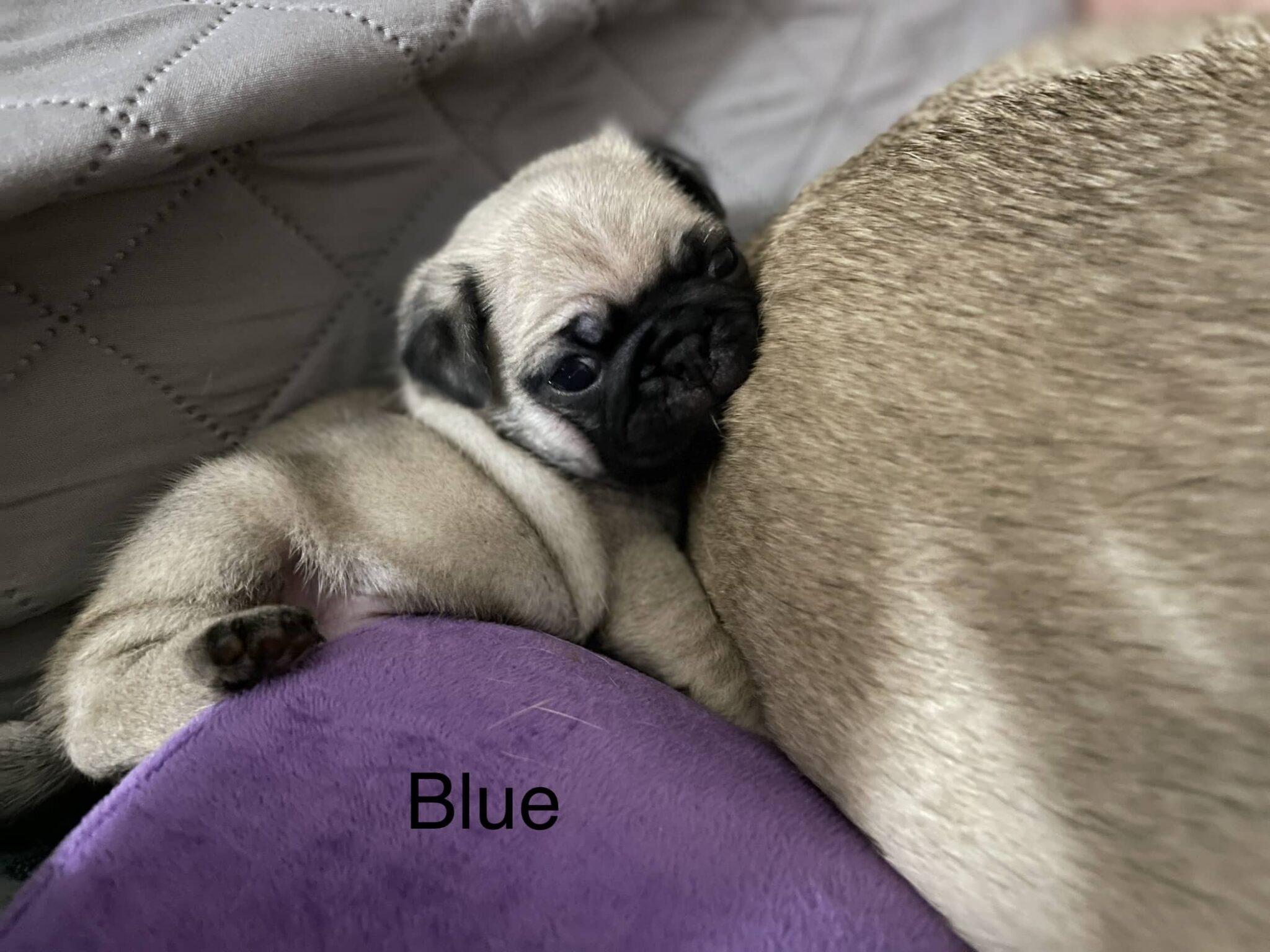 Available Puppies - Dixie Pugs of TN