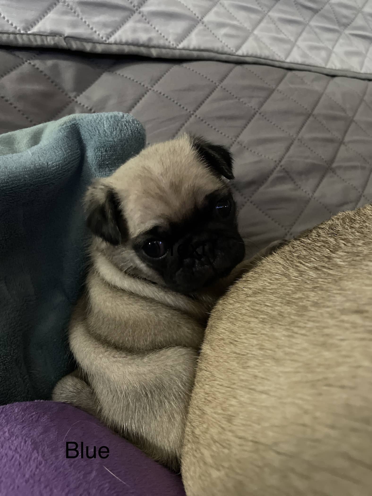 Available Puppies - Dixie Pugs of TN