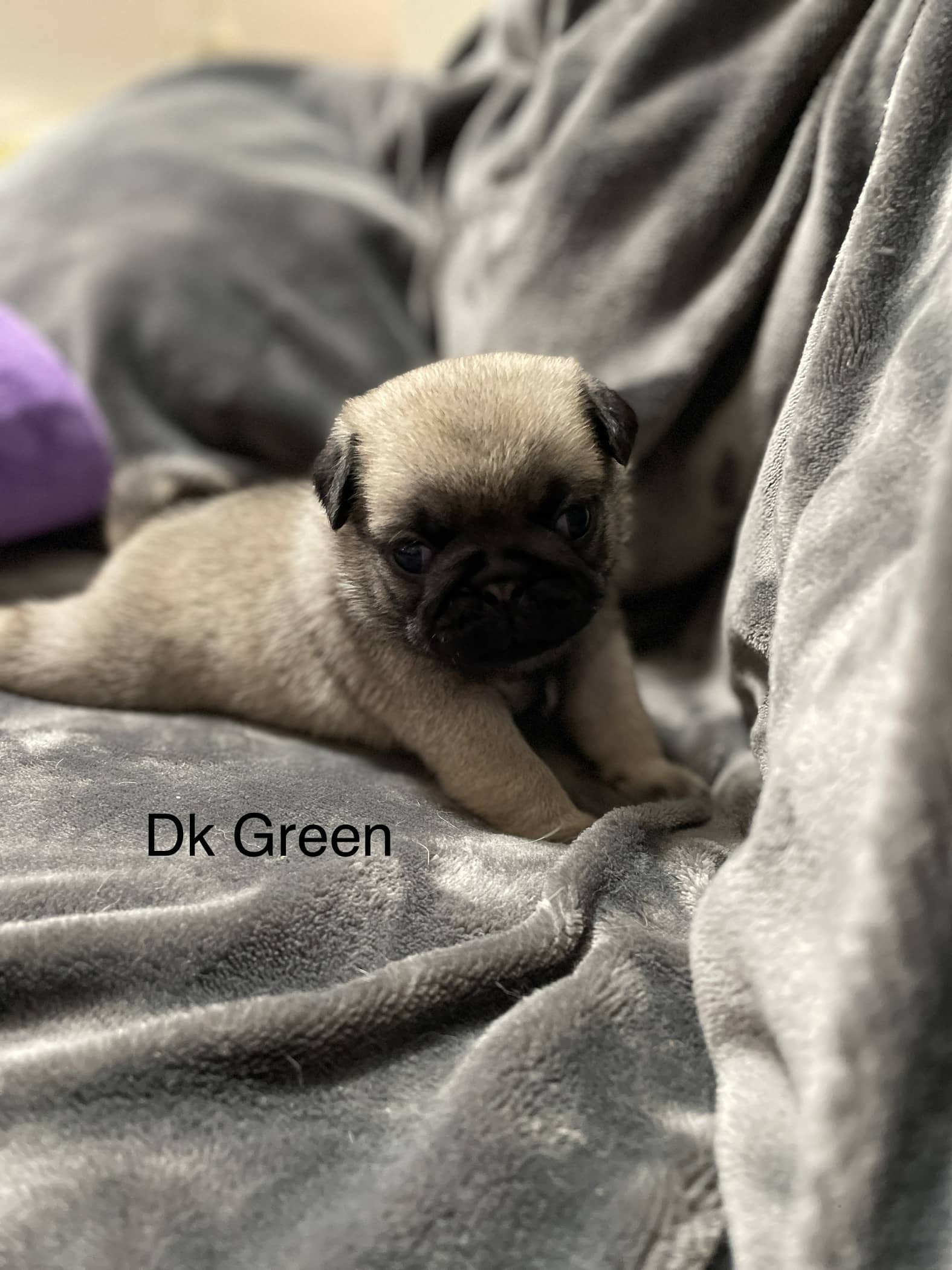 Available Puppies - Dixie Pugs of TN