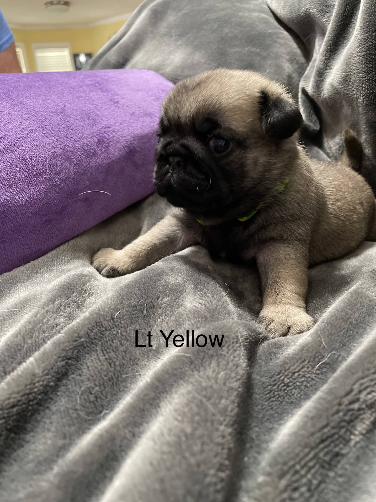Available Puppies - Dixie Pugs of TN