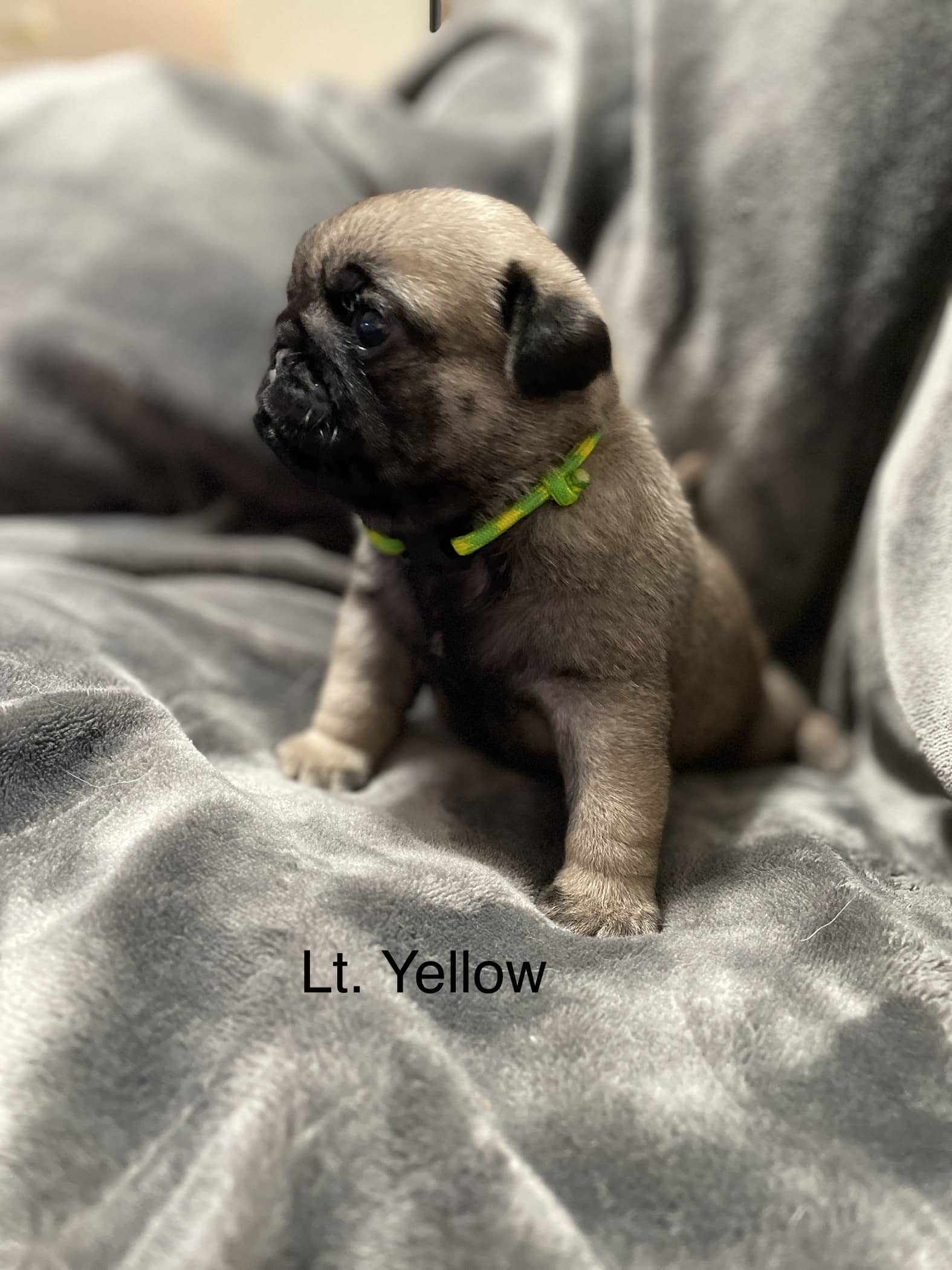 Available Puppies - Dixie Pugs of TN