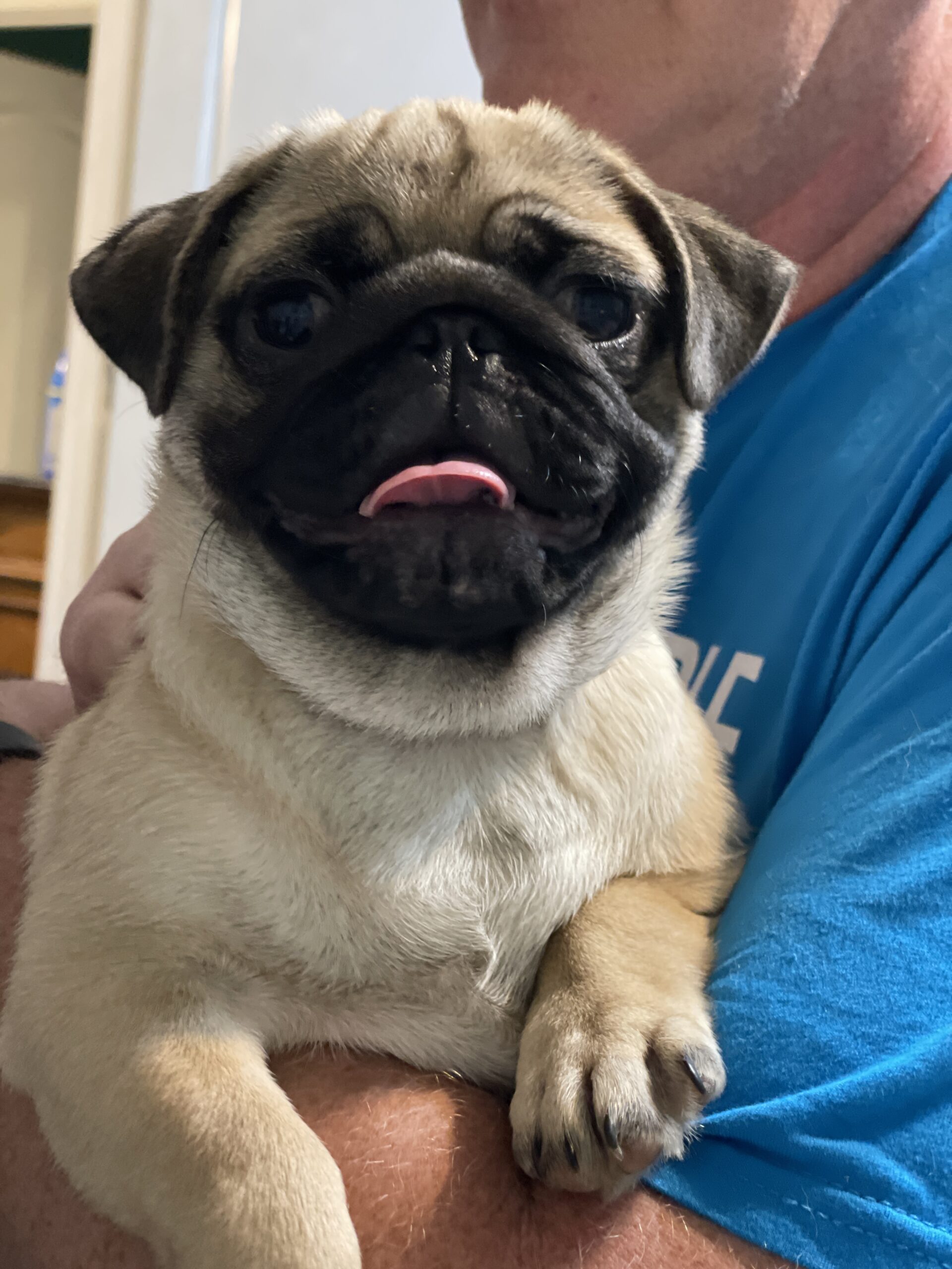 Available Puppies - Dixie Pugs of TN